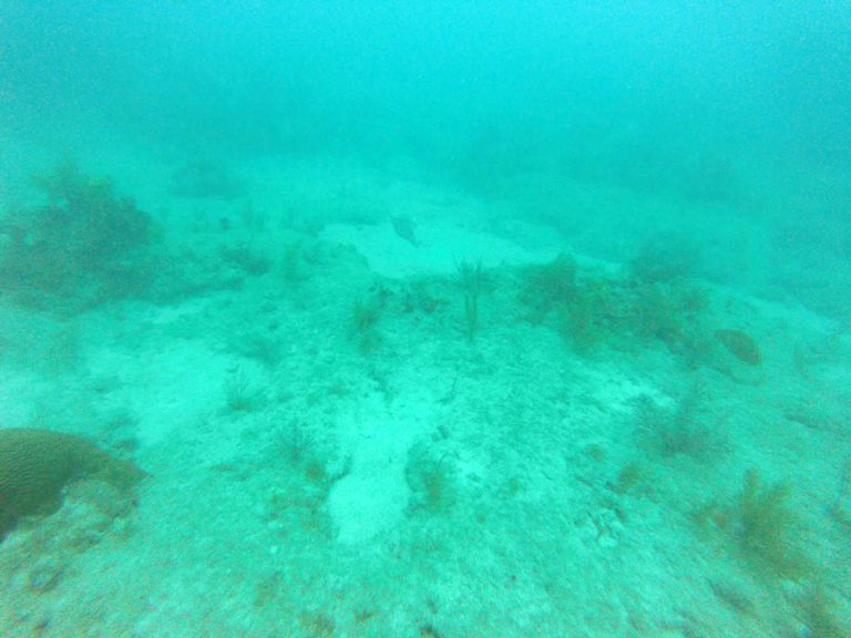 Western Sambo and Looe Key Reef Cause Formation of New Hypothesis ...